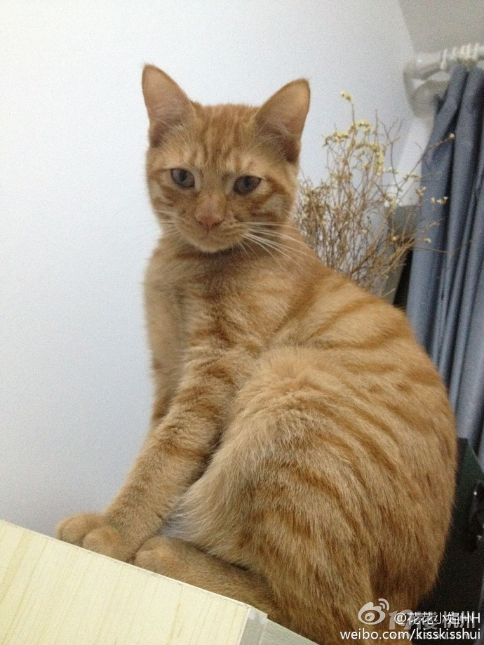 虎皮猫图片 虎皮猫图片大全 微信公众号文章