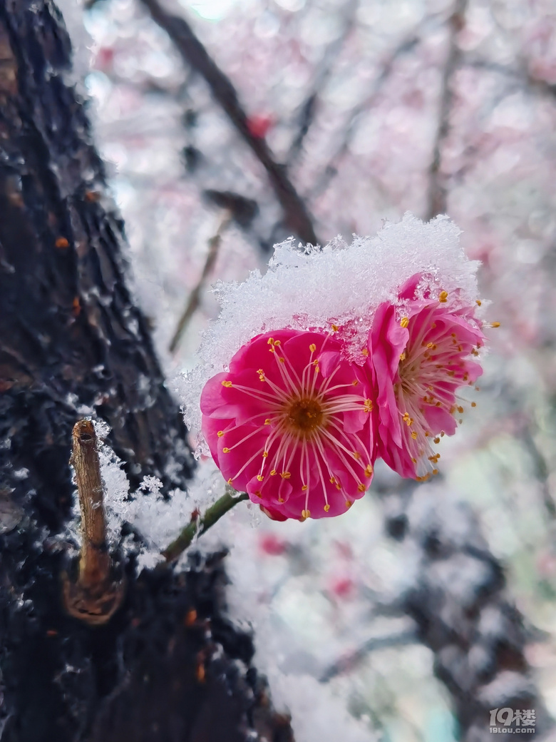 2024年的第一场大雪 摄影部落 台州19楼