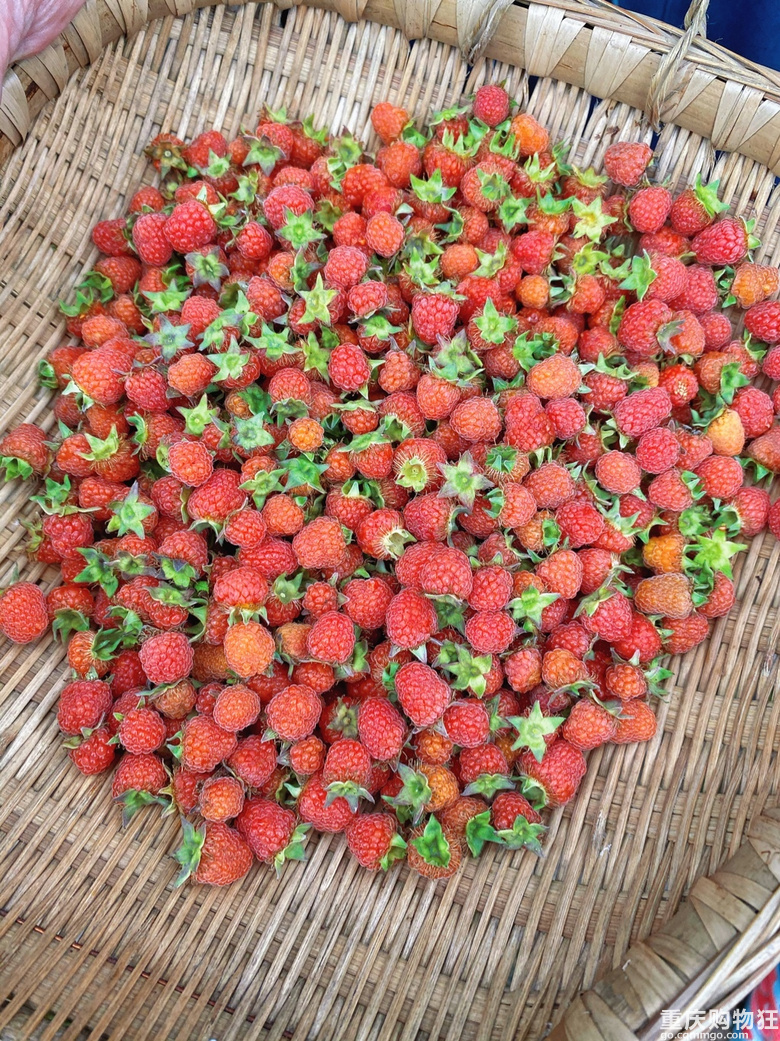 虎峰山野树莓成熟，是不是你童年的味道？【2021踏青季】-游山玩水-重庆购物狂