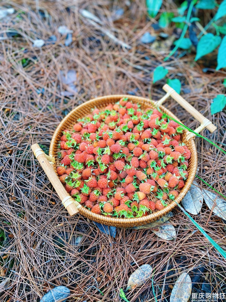 虎峰山野树莓成熟，是不是你童年的味道？【2021踏青季】-游山玩水-重庆购物狂