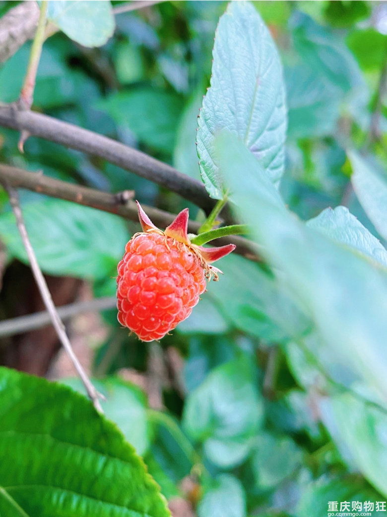 虎峰山野树莓成熟，是不是你童年的味道？【2021踏青季】-游山玩水-重庆购物狂