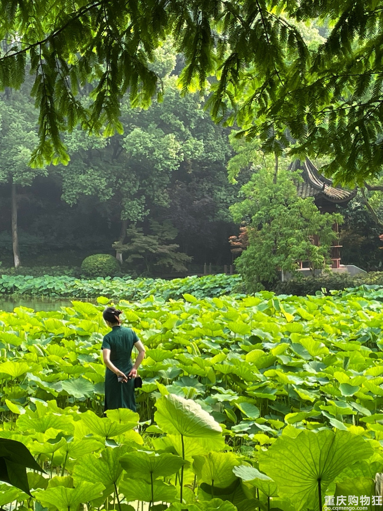 荷叶罗裙一色裁｜华岩寺的荷花开了-游山玩水-重庆购物狂