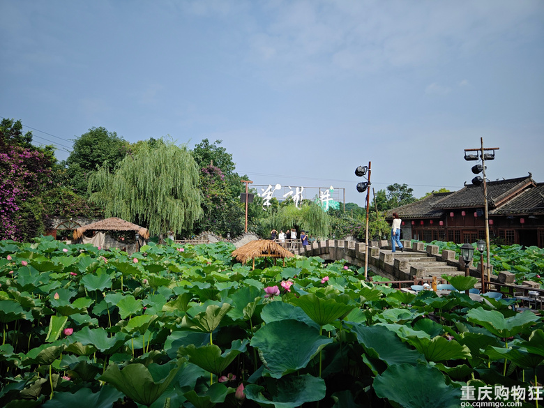 南山鲜龙井荷花山庄荷花开了-游山玩水-重庆购物狂