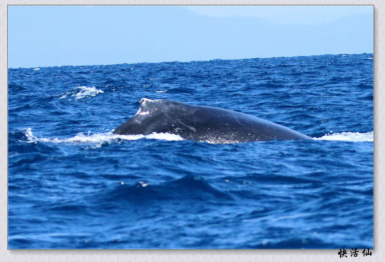 在鲸鱼之都圣玛丽岛看座头鲸-其他-19摄区-杭州19楼