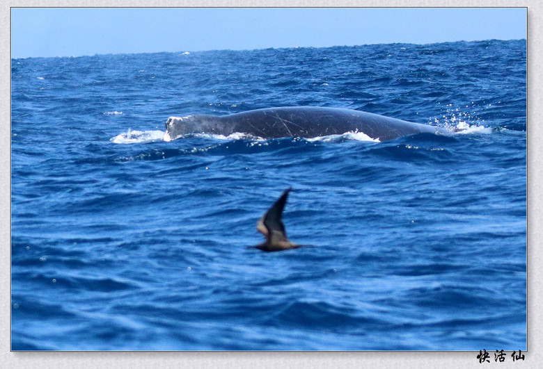 在鲸鱼之都圣玛丽岛看座头鲸-其他-19摄区-杭州19楼