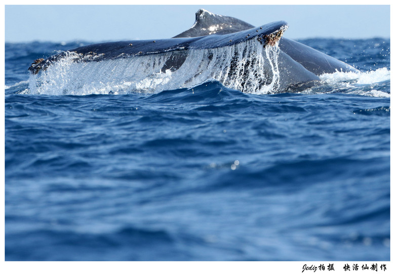 在鲸鱼之都圣玛丽岛看座头鲸-其他-19摄区-杭州19楼