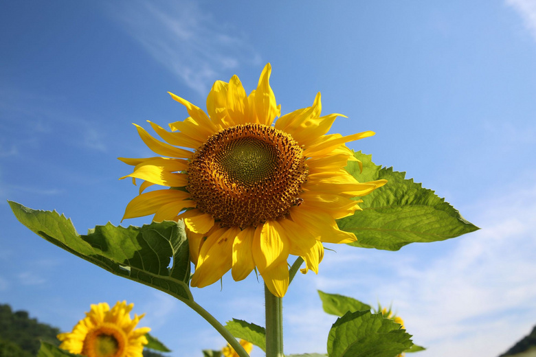 【阳光中的向日葵】-风景照-19摄区-杭州19楼