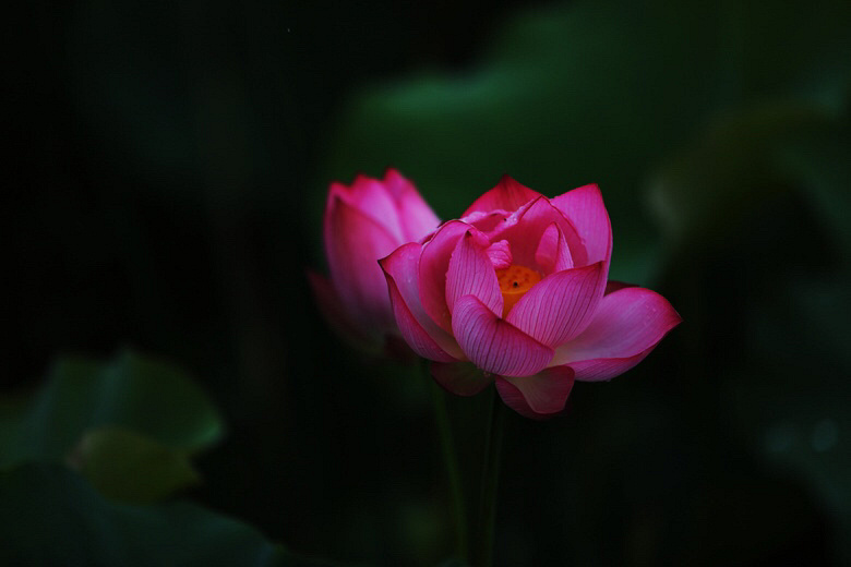 我的家乡建德市里叶村，每年一次拍荷花-风景照-19摄区-杭州19楼