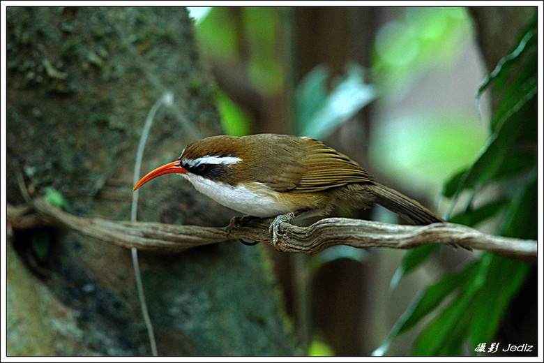 红嘴钩嘴鹛-其他-19摄区-杭州19楼