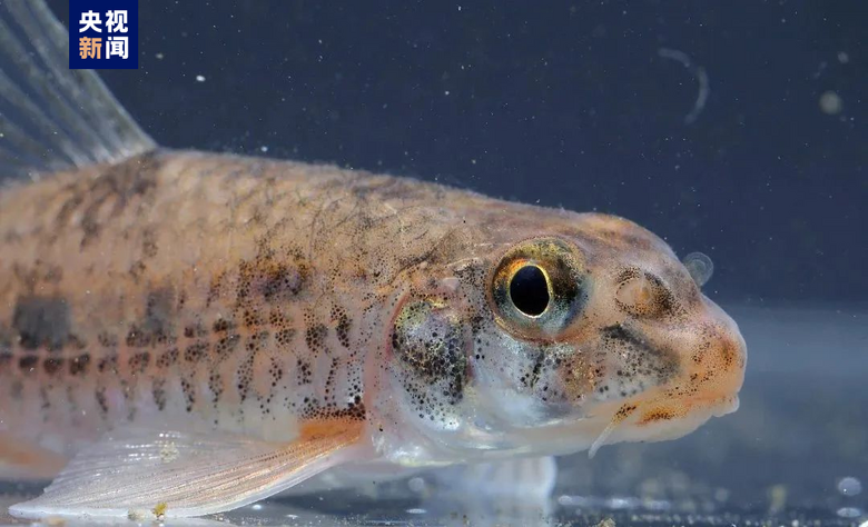 全球新物种！浙江一地首次发现-口水杭州-杭州19楼