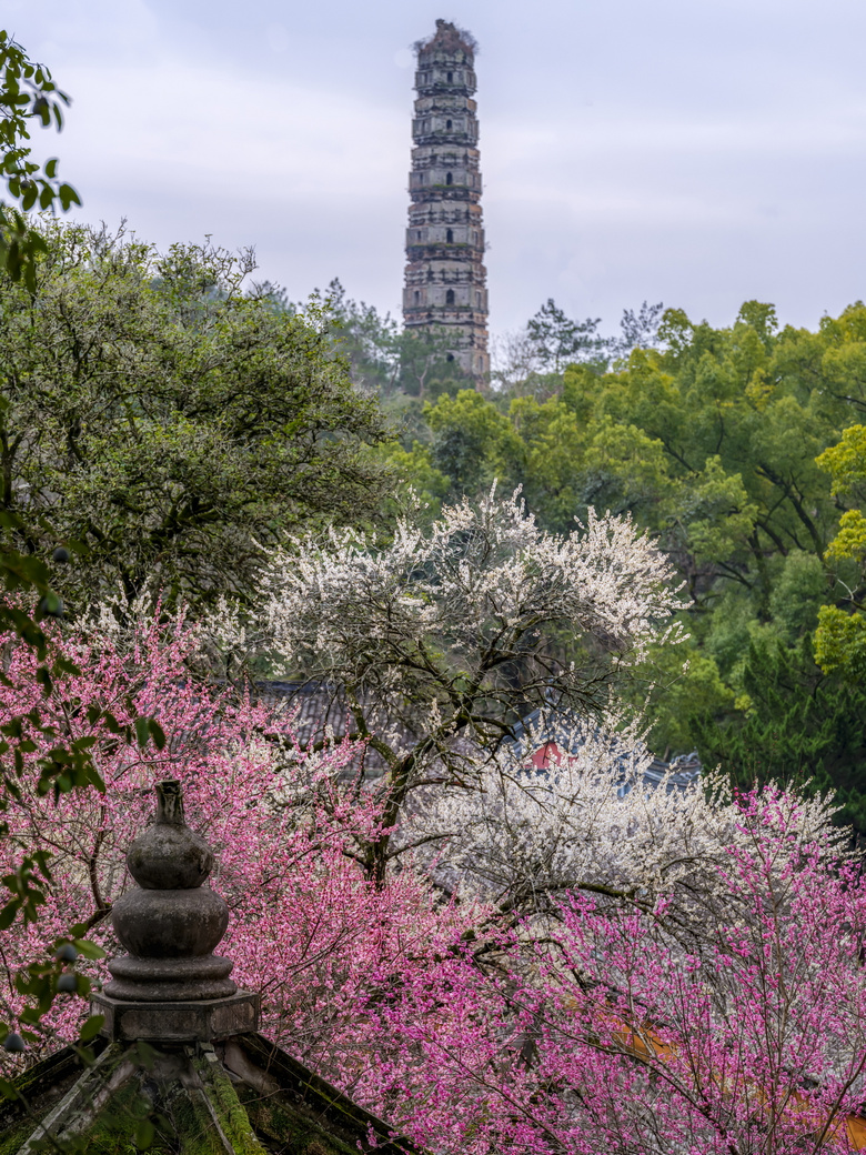 天台山国清寺修炼了1400多年隋梅花开-19摄区-杭州19楼