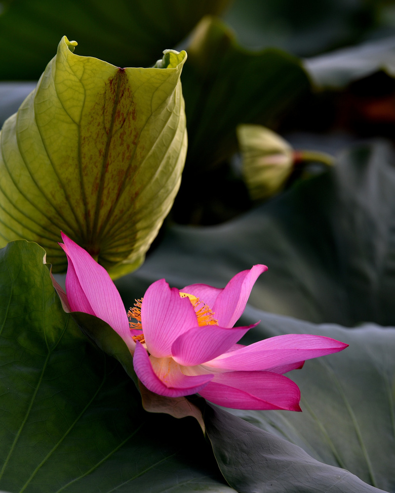 花港的“黄舞妃”。-19摄区-杭州19楼