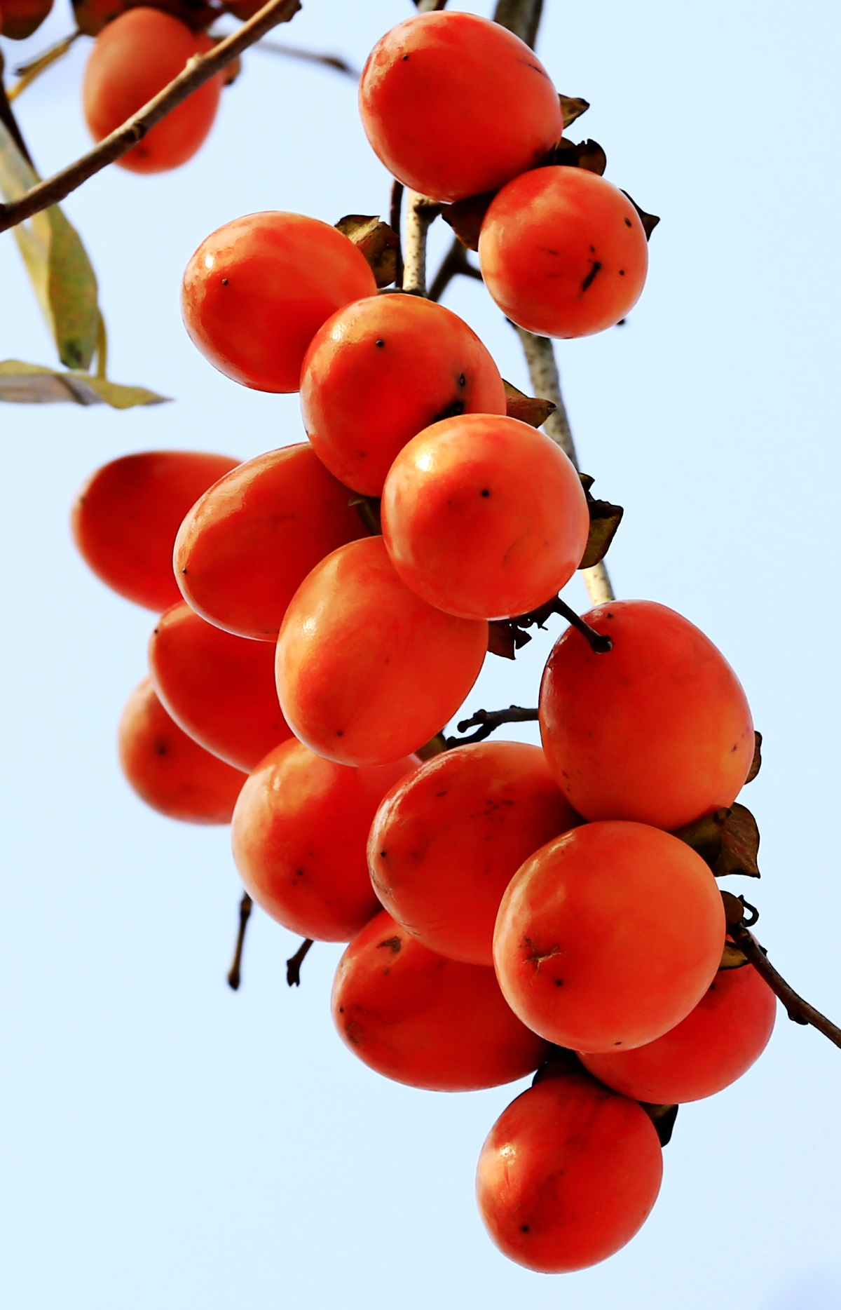 柿子红了-我拍我秀-摄影俱乐部-嘉兴19楼