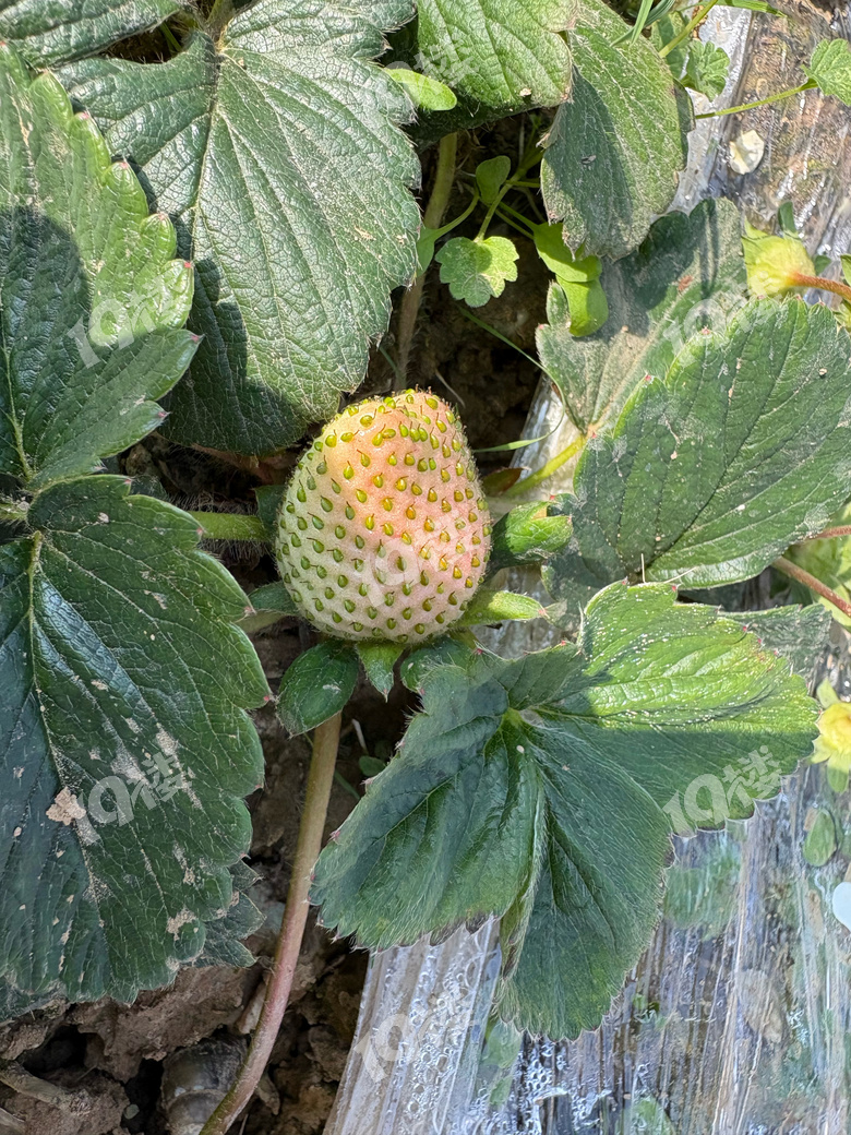 自己种的草莓，就要结果了-讲空头-嘉兴19楼