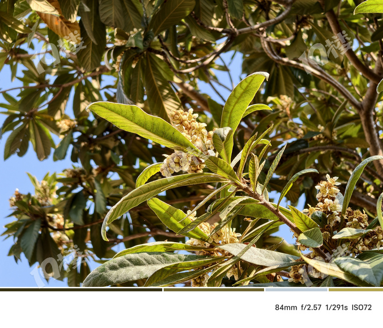 花开满树-枇杷-讲空头-嘉兴19楼