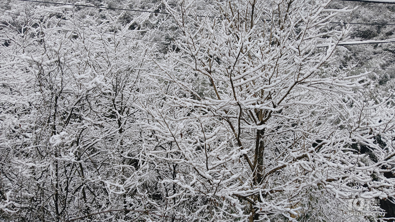 2026第一天的雪，天目山雪景-临安爆料-临安19楼